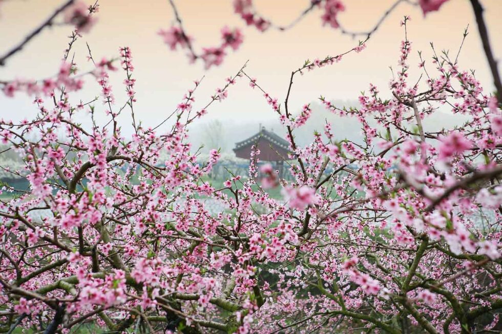 Exploring Shizen: The Naturalism Of Japanese Gardens