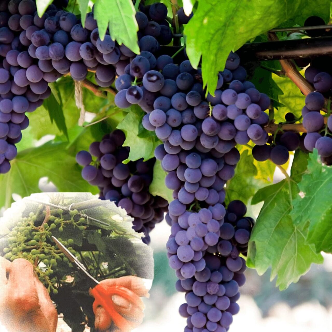 Chikamasa B-500SL Stainless Steel Grape Care Shears L-Shaped Review