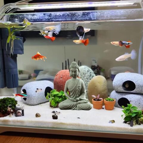livelyfish Aquarium Buddha Statue review - Japanese Garden Craft